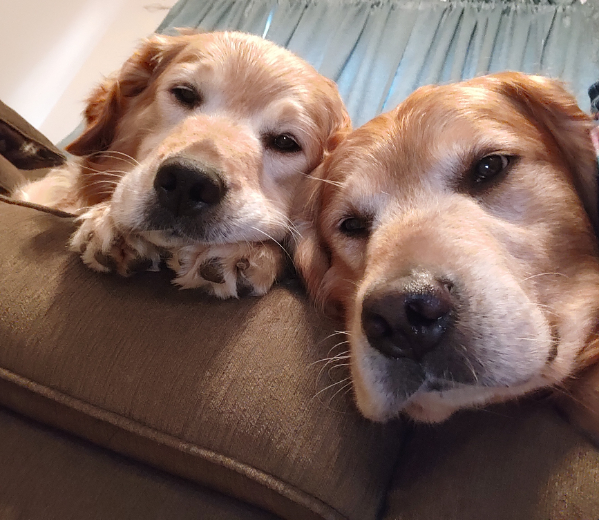 Home – GRRAND - Golden Retriever Rescue
