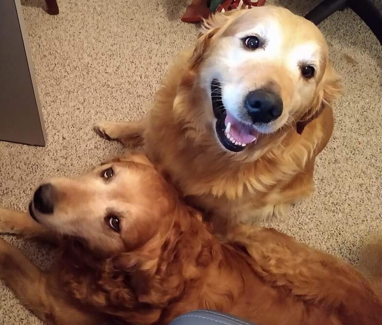Home – GRRAND - Golden Retriever Rescue