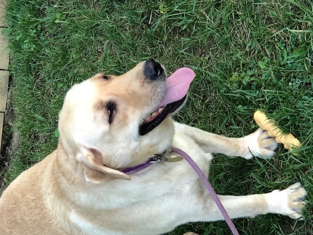 Adopt – GRRAND - Golden Retriever Rescue
