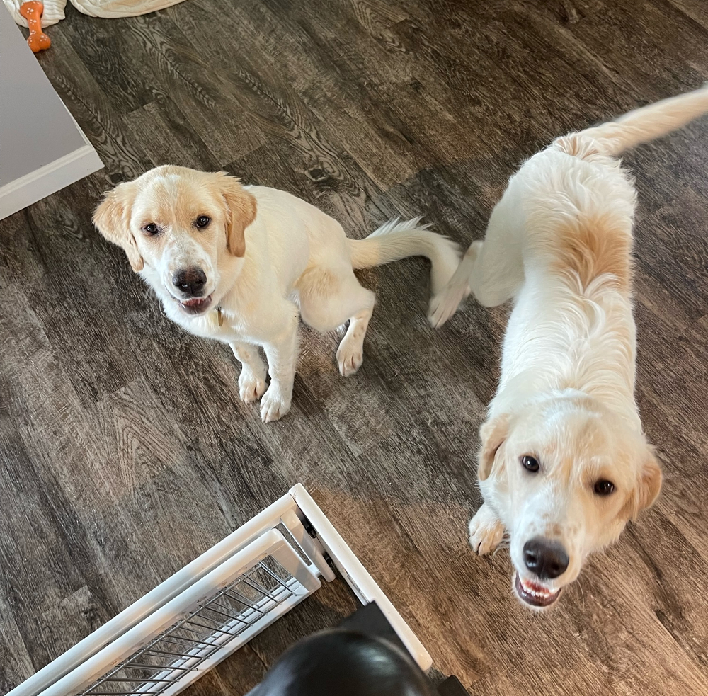 Adopt – GRRAND - Golden Retriever Rescue