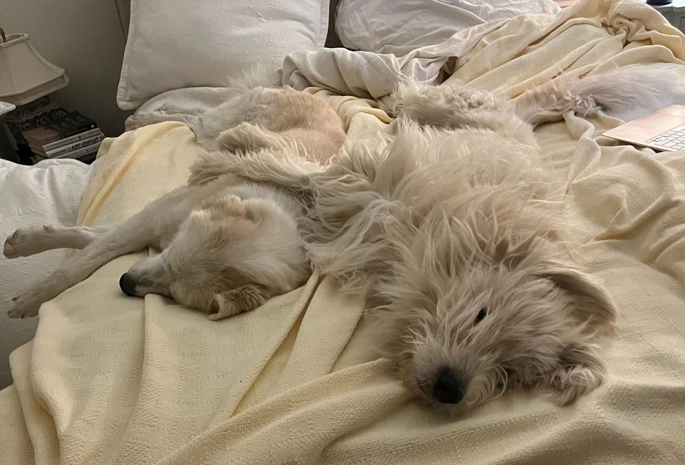 Adopt – GRRAND - Golden Retriever Rescue