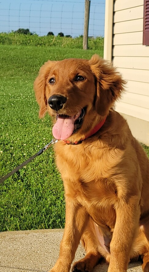 Adopt – GRRAND - Golden Retriever Rescue