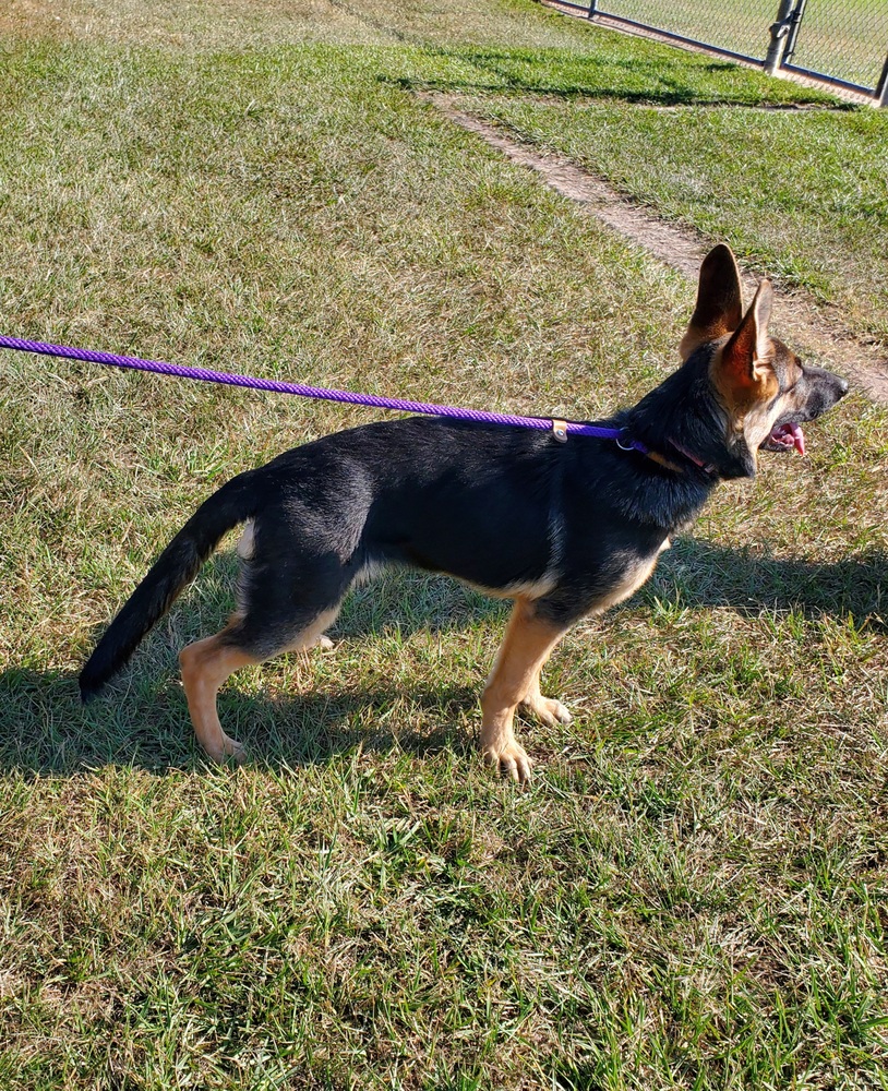 Bailey – Greater Houston German Shepherd Dog Rescue