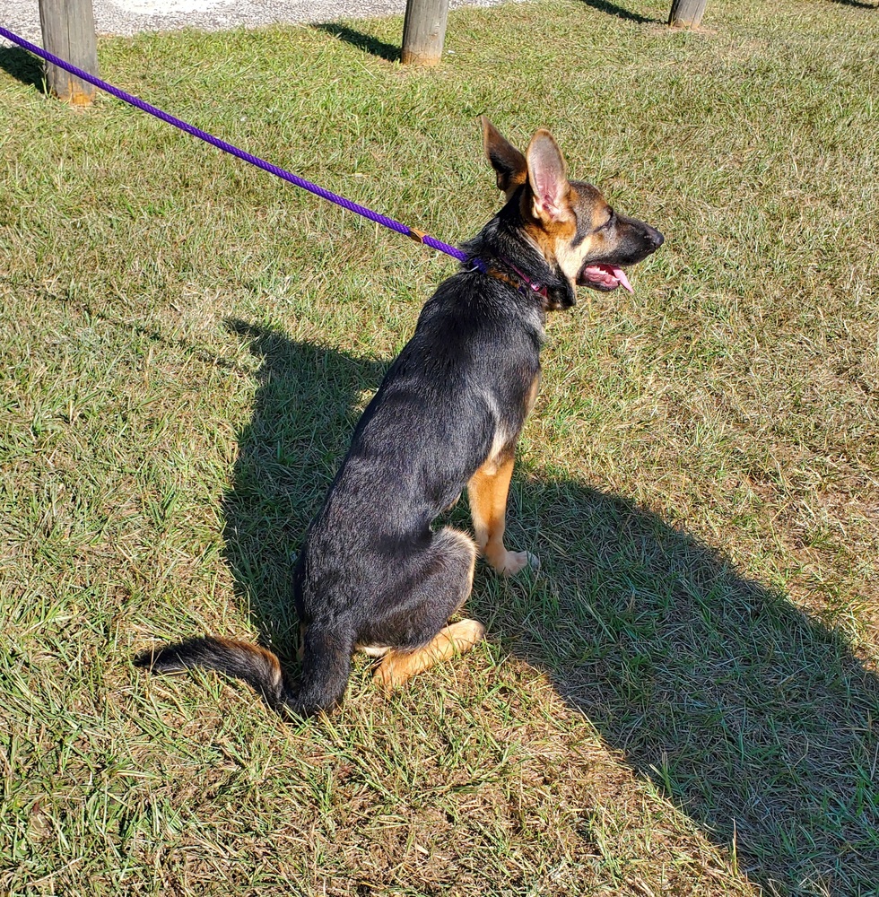 Bailey – Greater Houston German Shepherd Dog Rescue