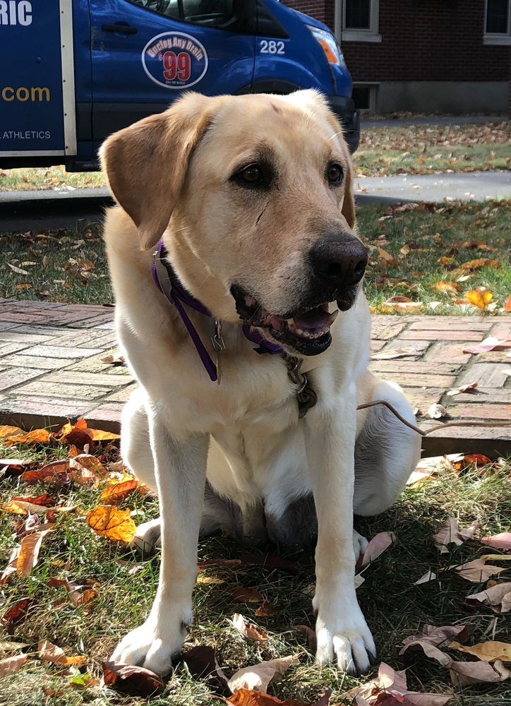 Adopt – GRRAND - Golden Retriever Rescue