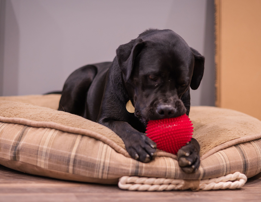 Adopt – GRRAND - Golden Retriever Rescue