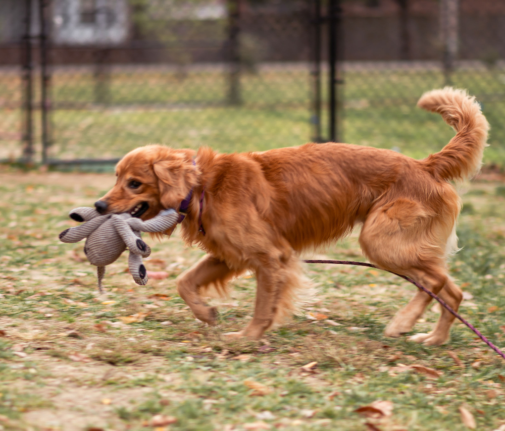 Adopt – GRRAND - Golden Retriever Rescue