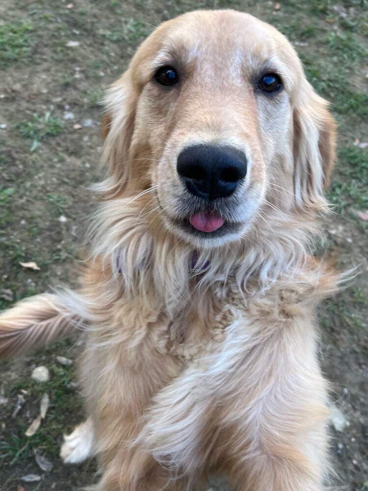 Adopt – GRRAND - Golden Retriever Rescue
