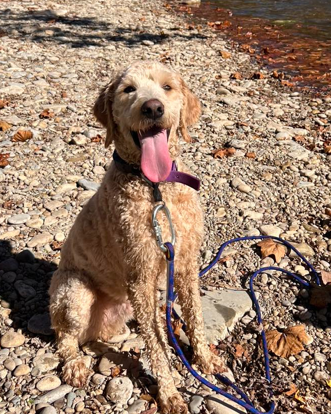 Adopt – GRRAND - Golden Retriever Rescue