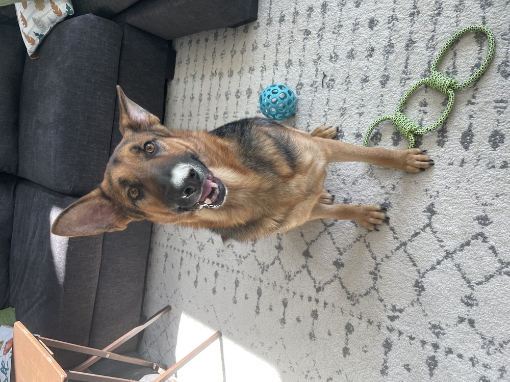 Available – Greater Houston German Shepherd Dog Rescue