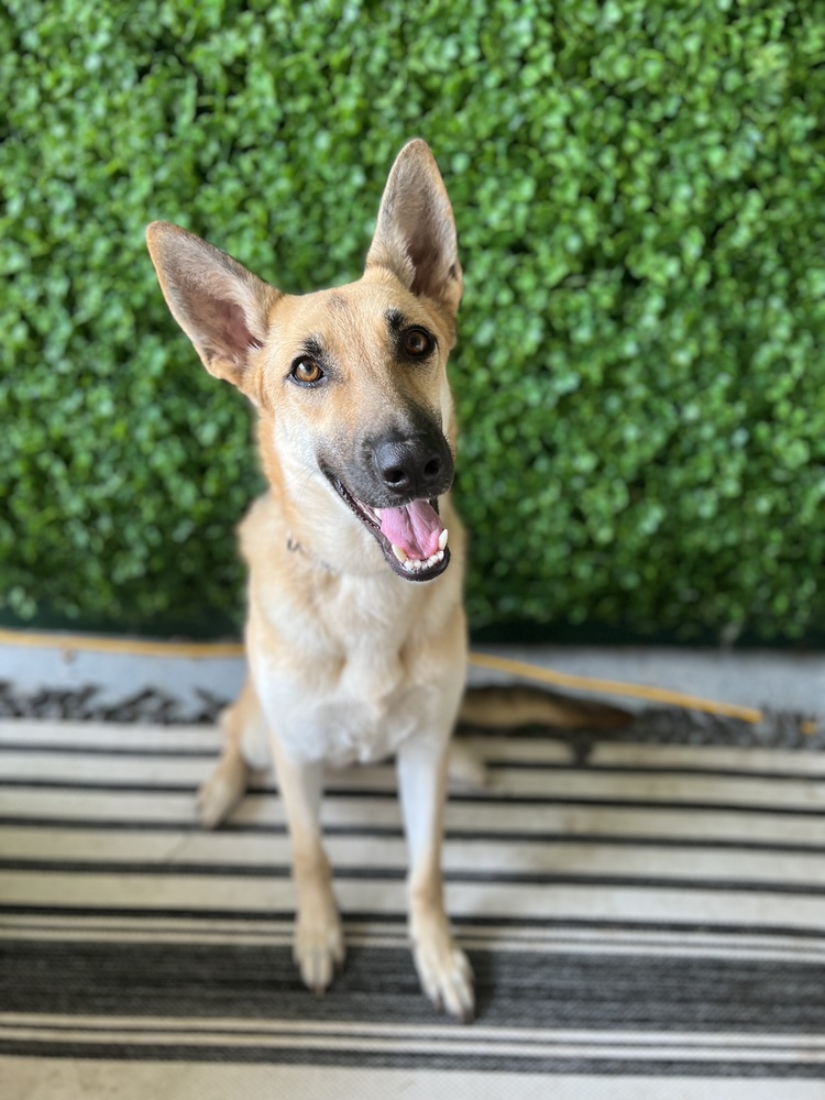 Available – Greater Houston German Shepherd Dog Rescue