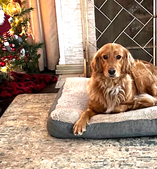 Home – GRRAND - Golden Retriever Rescue