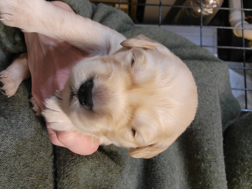 Home – GRRAND - Golden Retriever Rescue