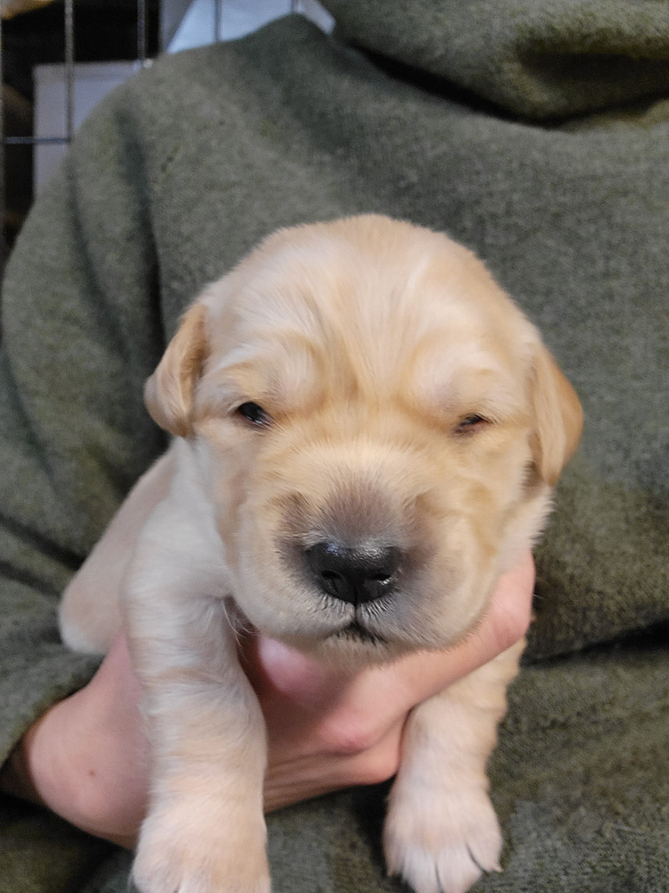 Home – GRRAND - Golden Retriever Rescue