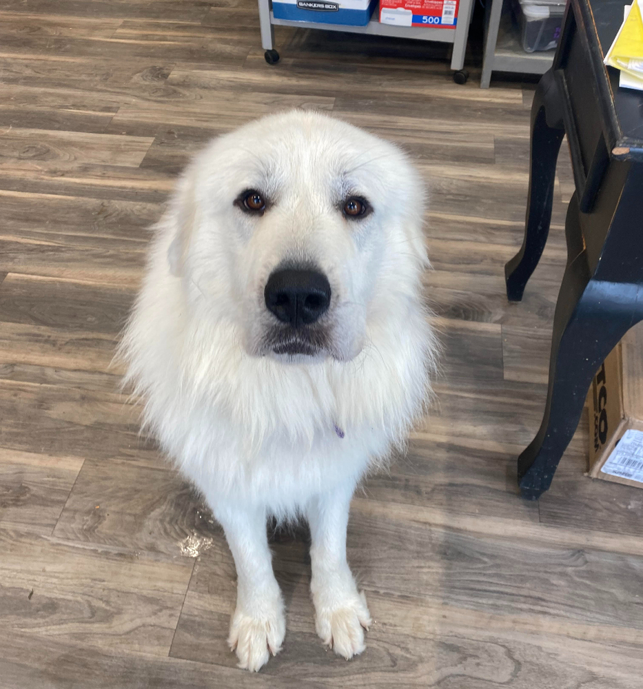 Home – GRRAND - Golden Retriever Rescue
