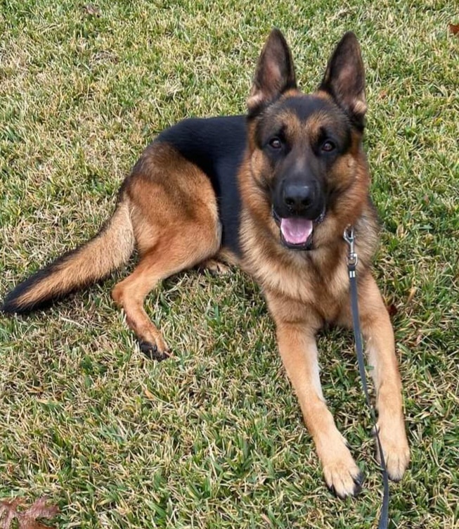 Adler – Greater Houston German Shepherd Dog Rescue