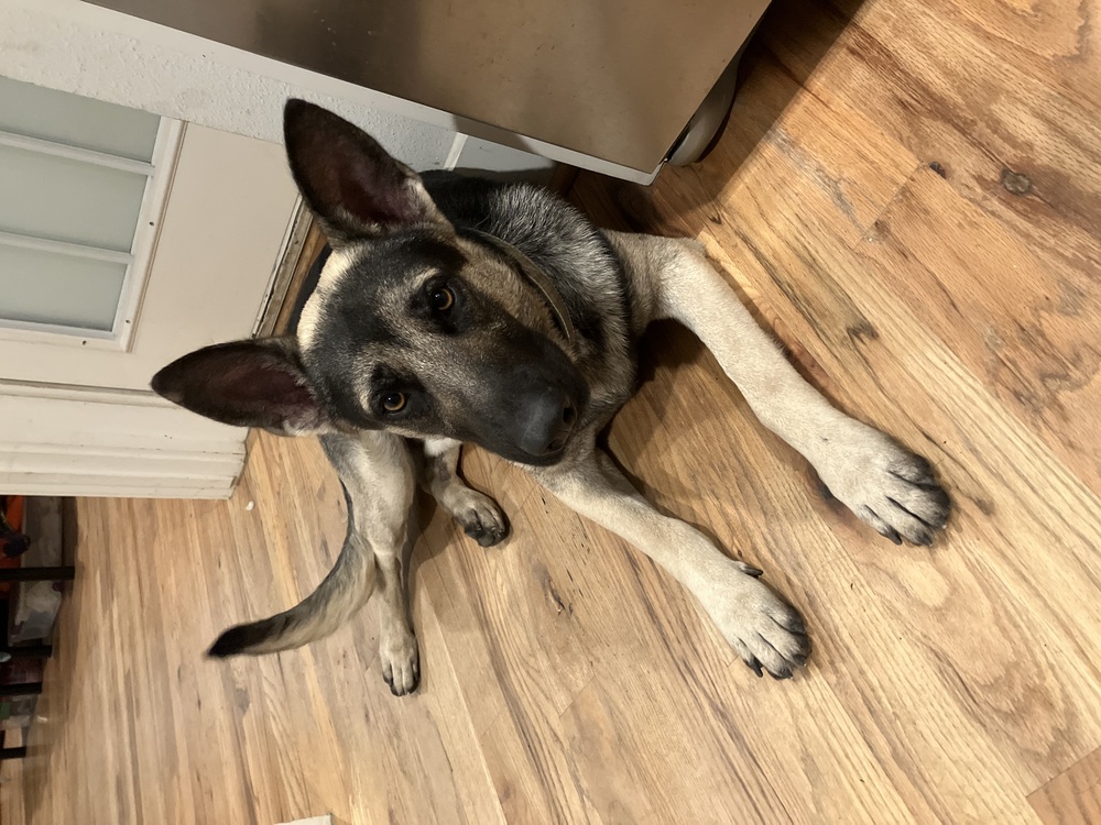 Sherman – Greater Houston German Shepherd Dog Rescue