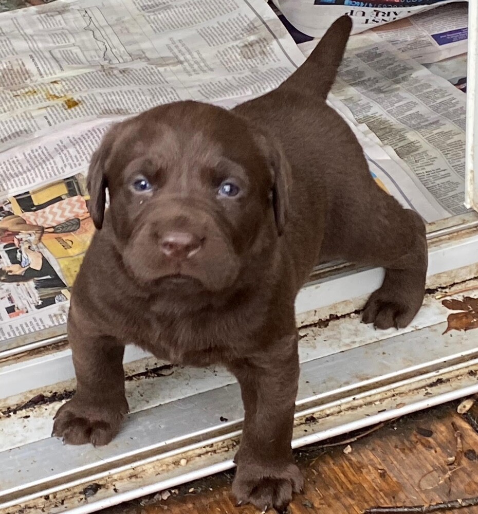 Home – GRRAND - Golden Retriever Rescue