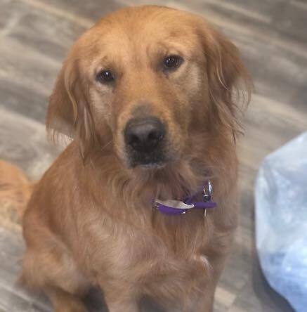 Home – GRRAND - Golden Retriever Rescue