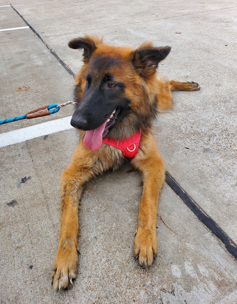 Luna – Greater Houston German Shepherd Dog Rescue