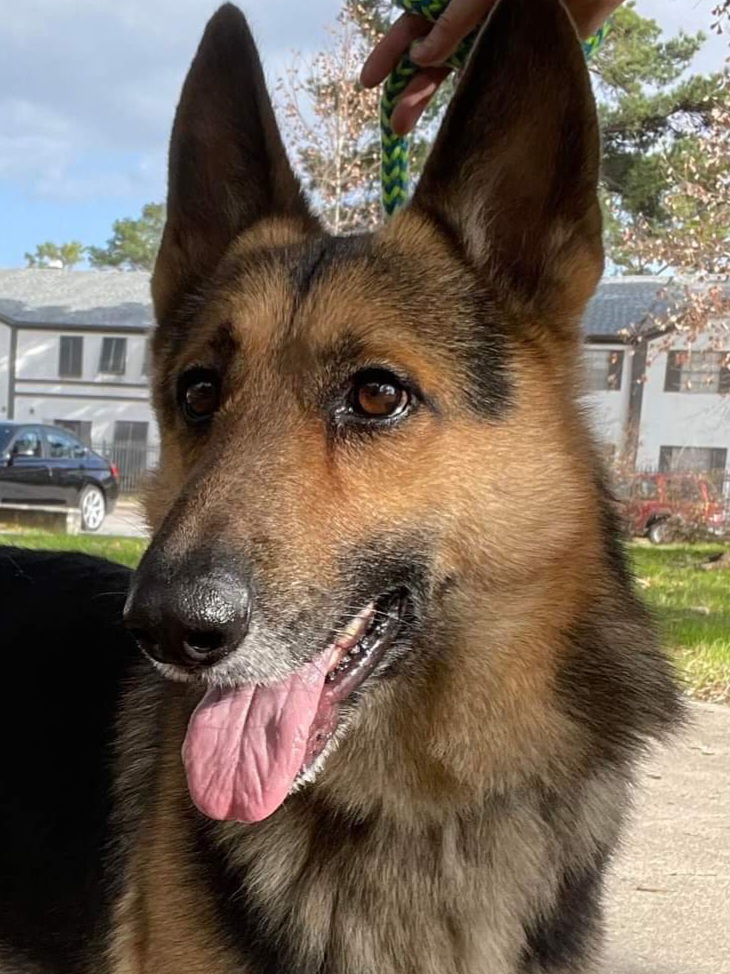 Thor – Greater Houston German Shepherd Dog Rescue