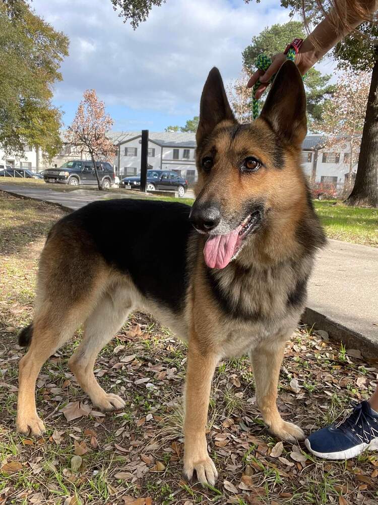 Thor – Greater Houston German Shepherd Dog Rescue