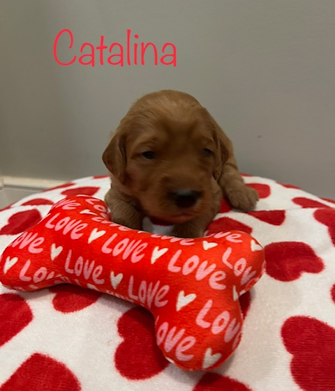 Home – GRRAND - Golden Retriever Rescue