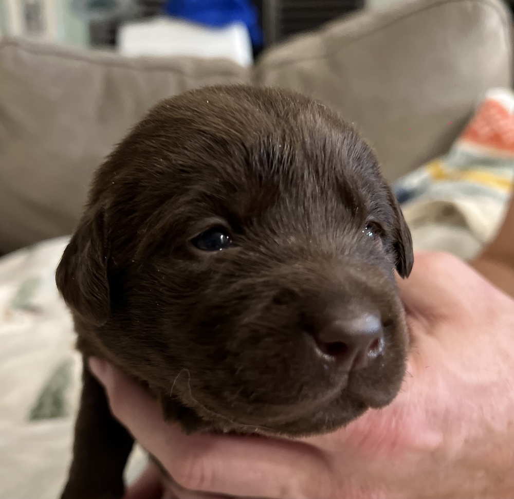 Adopt – GRRAND - Golden Retriever Rescue