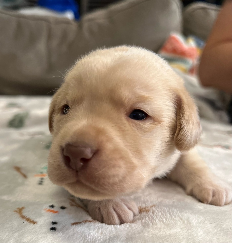 Adopt – GRRAND - Golden Retriever Rescue