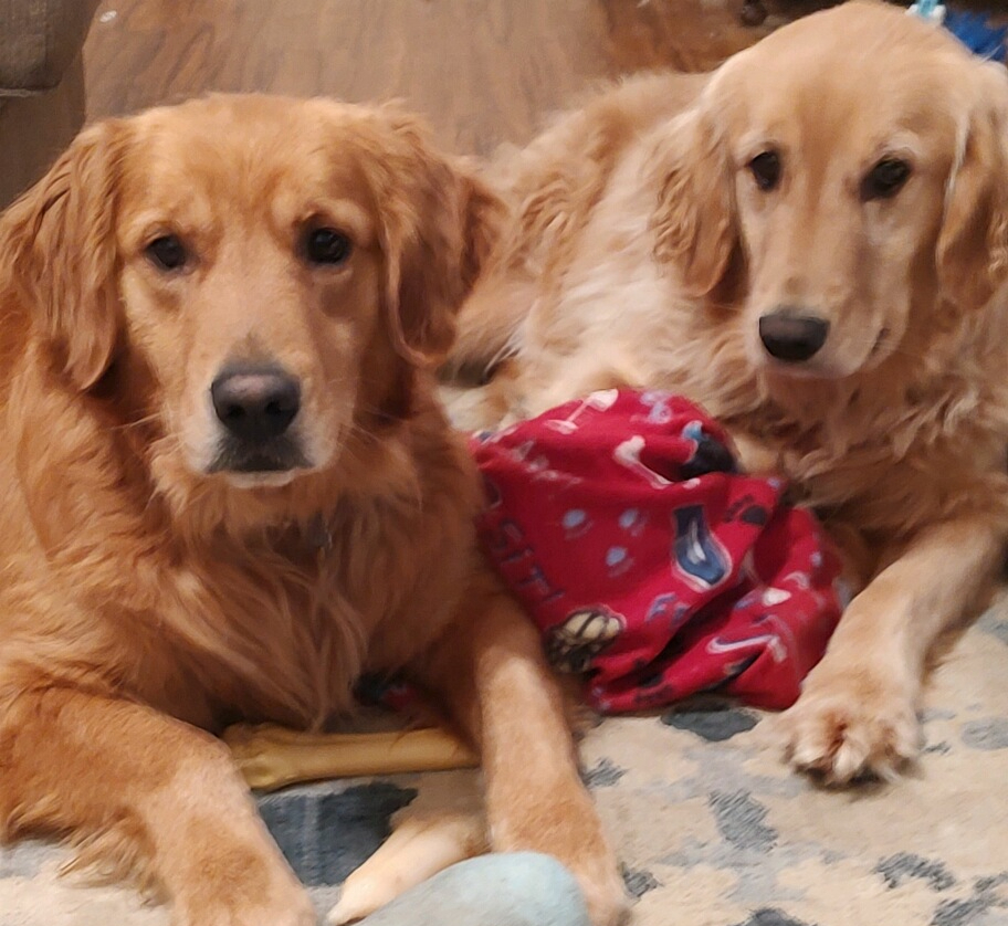 Home – GRRAND - Golden Retriever Rescue