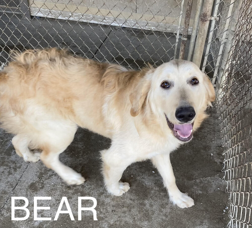 Home – GRRAND - Golden Retriever Rescue