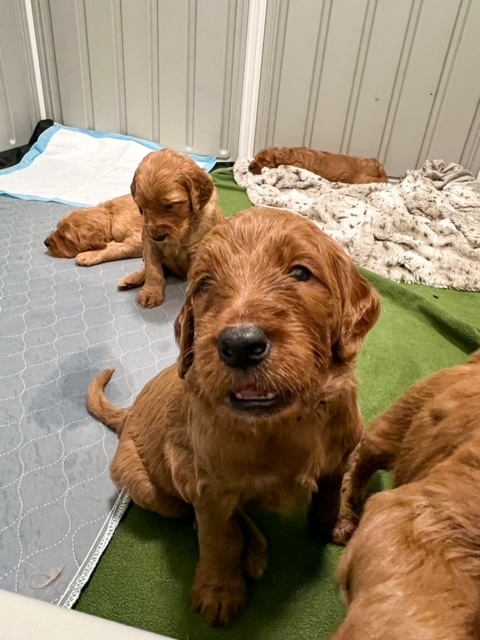 Home – GRRAND - Golden Retriever Rescue