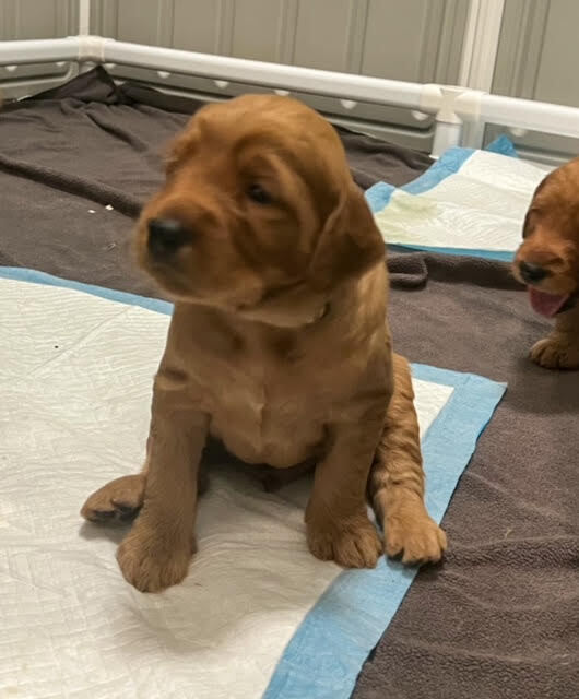 Home – GRRAND - Golden Retriever Rescue