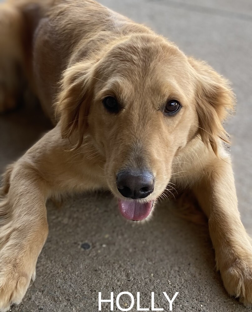 Adopt – GRRAND - Golden Retriever Rescue