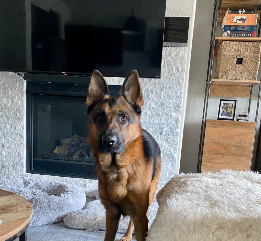 Adler – Greater Houston German Shepherd Dog Rescue