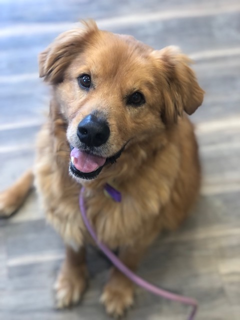 Home – GRRAND - Golden Retriever Rescue