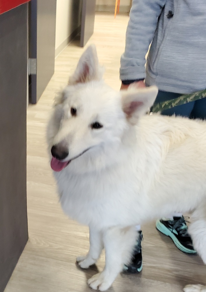 Alabaster – Greater Houston German Shepherd Dog Rescue