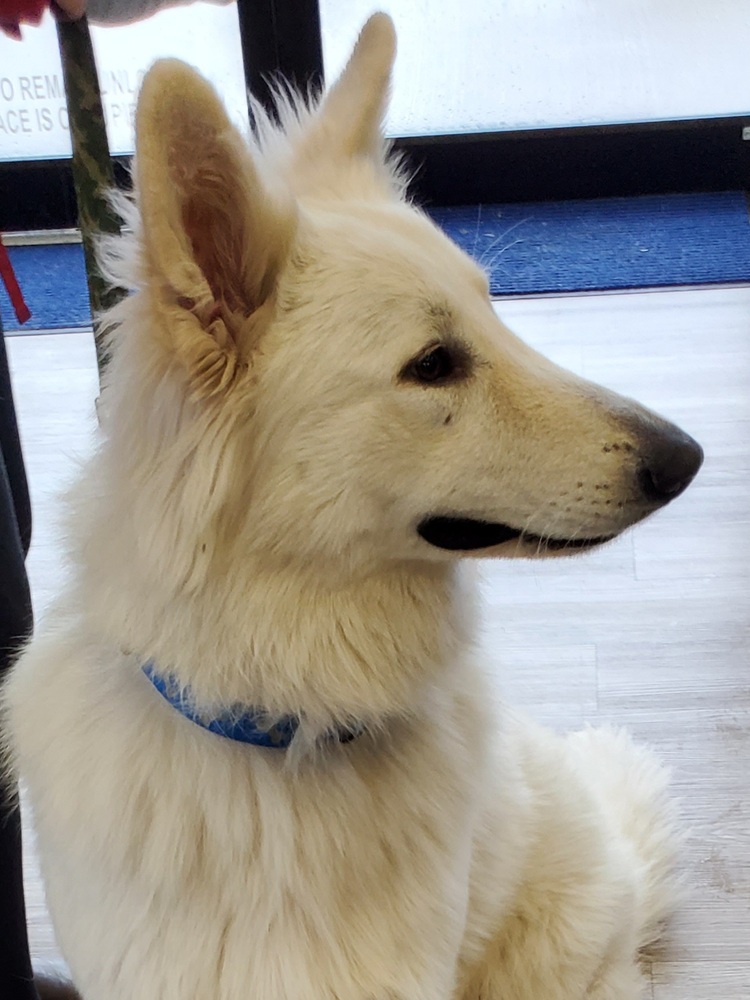 Alabaster – Greater Houston German Shepherd Dog Rescue