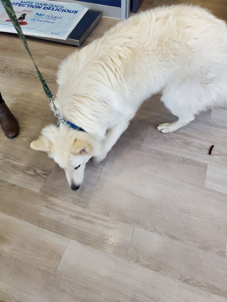 Alabaster – Greater Houston German Shepherd Dog Rescue