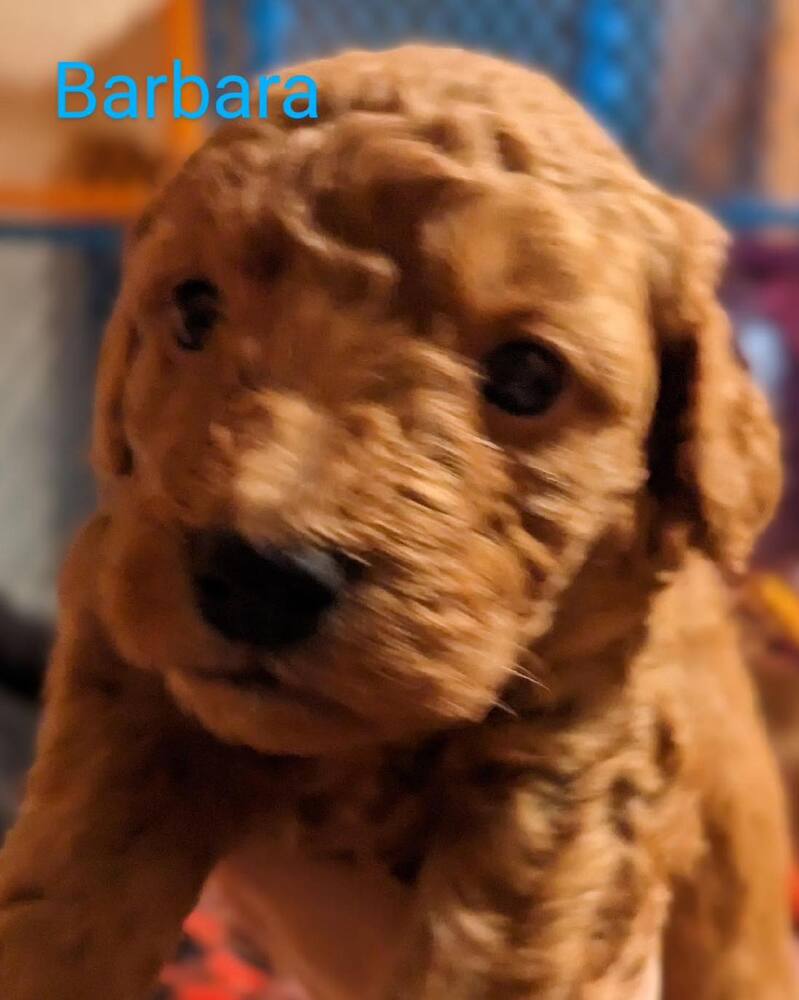 Home – GRRAND - Golden Retriever Rescue