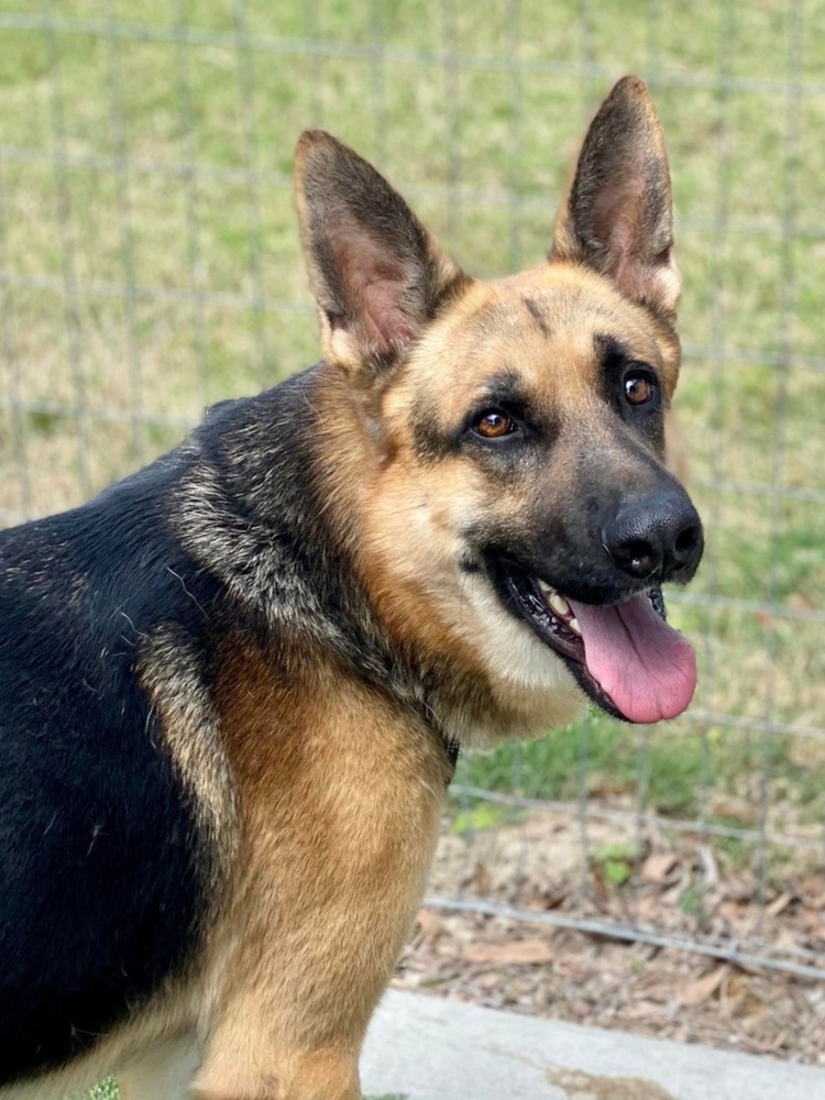Hendrix – Greater Houston German Shepherd Dog Rescue