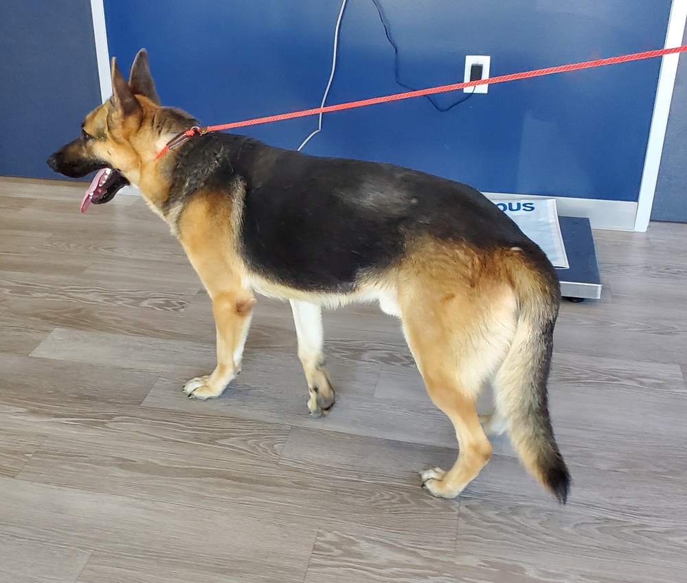 Hendrix – Greater Houston German Shepherd Dog Rescue
