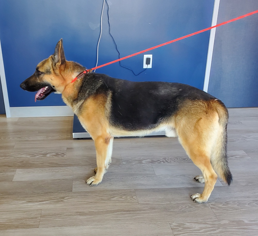 Hendrix – Greater Houston German Shepherd Dog Rescue