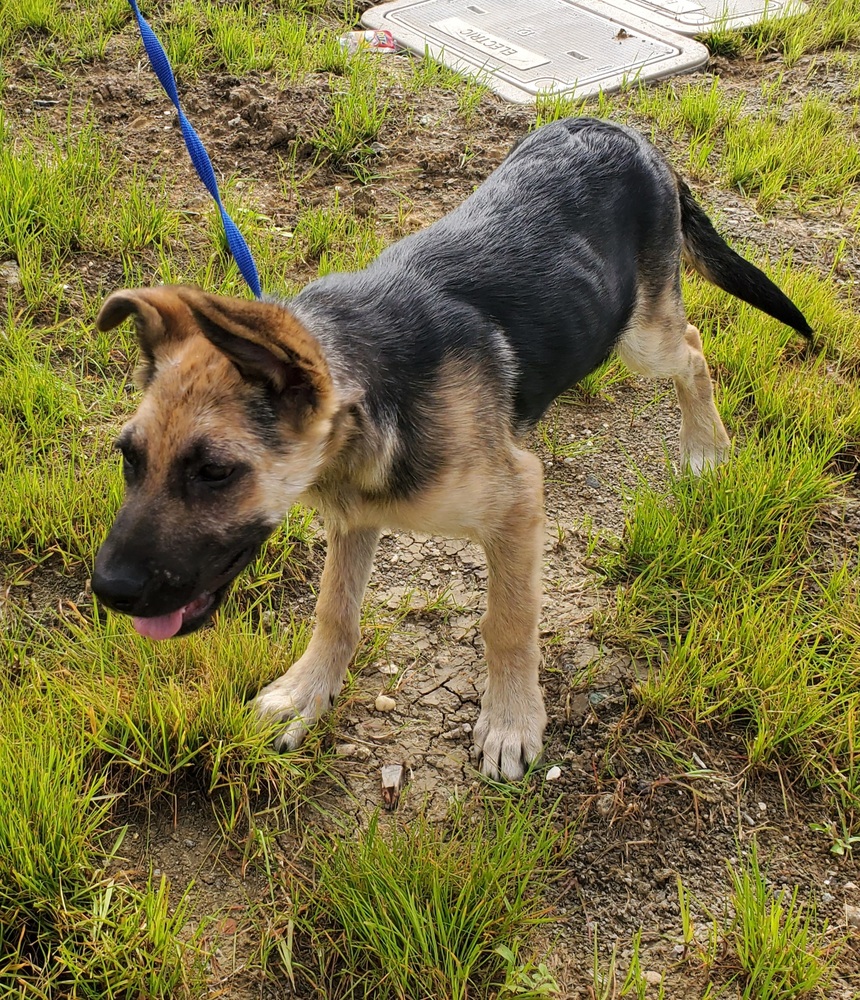Olivia – Greater Houston German Shepherd Dog Rescue