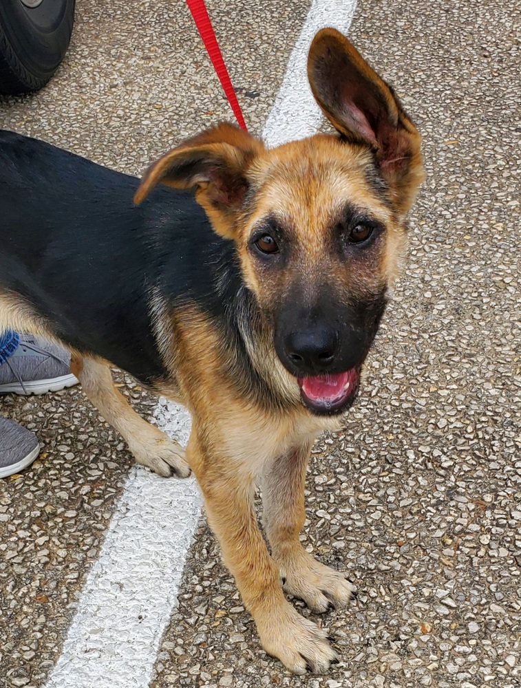 Olivia – Greater Houston German Shepherd Dog Rescue