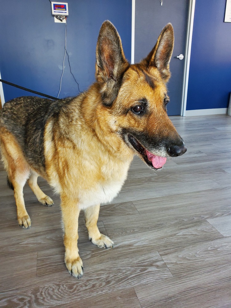 Available – Greater Houston German Shepherd Dog Rescue