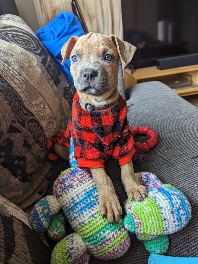 Furry Friday: Ziggy and Walnut - Lowell's First Look