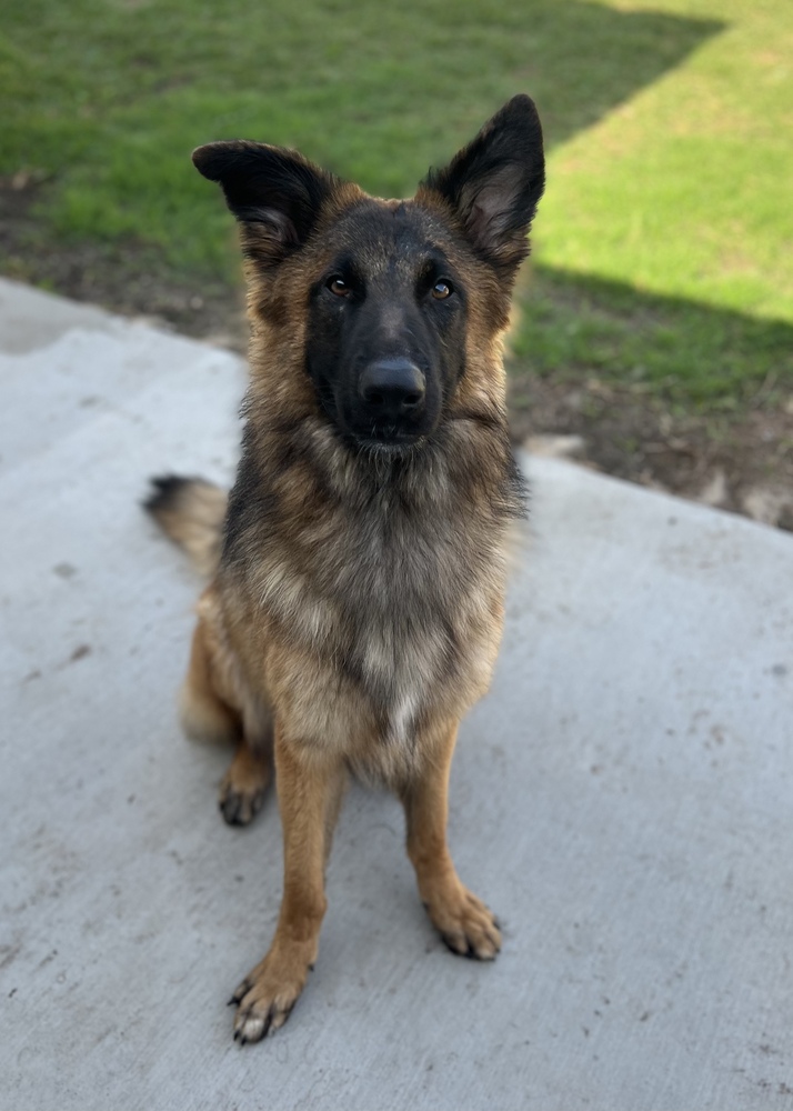 Available – Greater Houston German Shepherd Dog Rescue