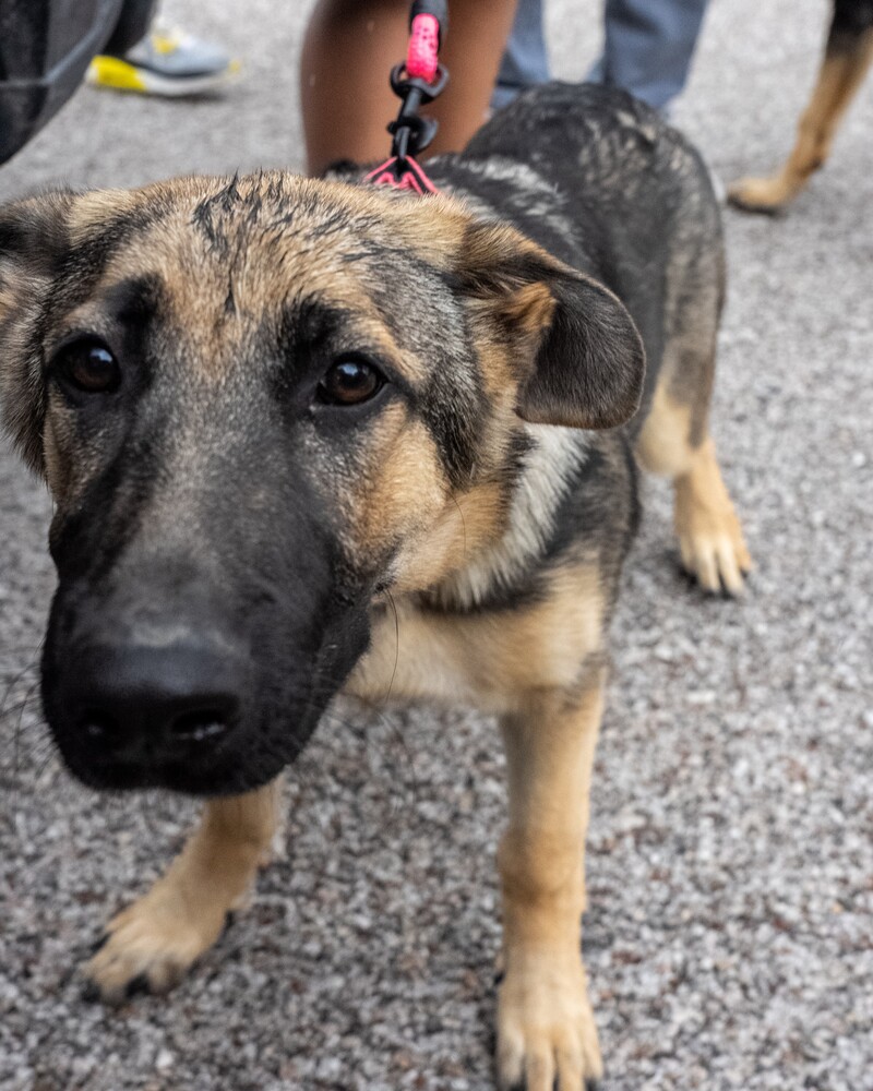 Happy Tails – Greater Houston German Shepherd Dog Rescue