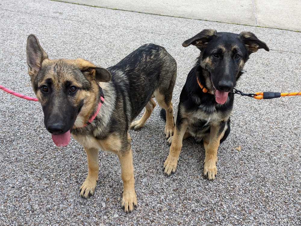 Rosie – Greater Houston German Shepherd Dog Rescue
